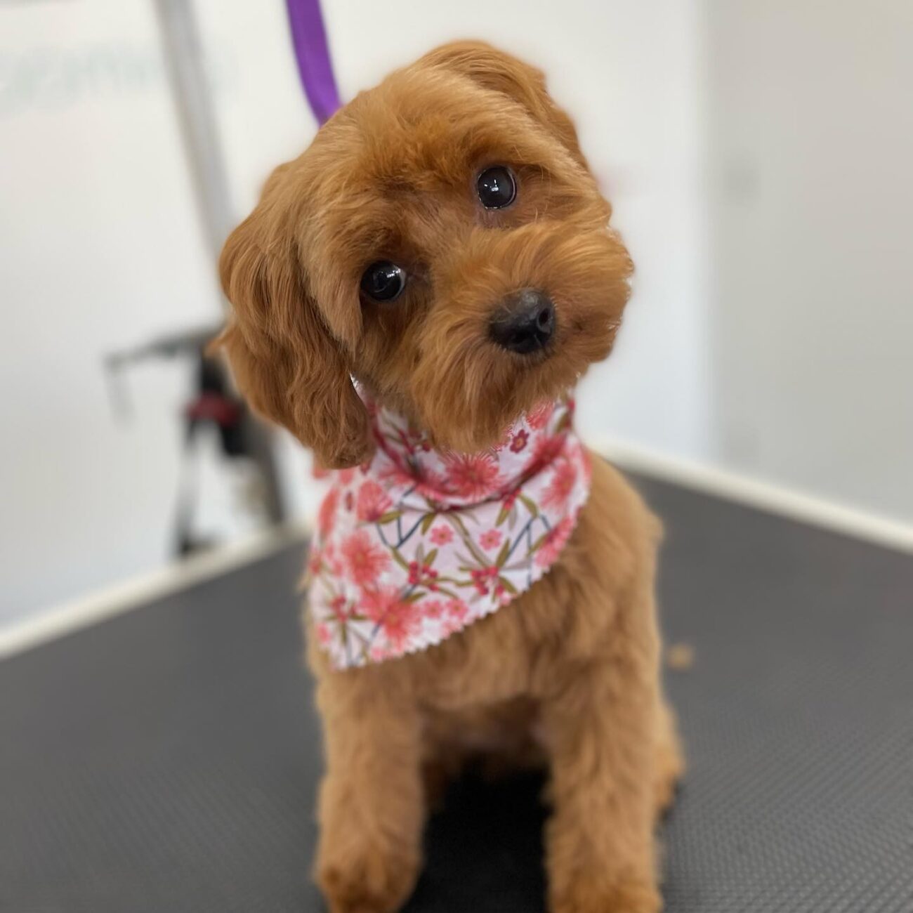 Dog Grooming Perth: 5 Top Picks for 2025 - PerthPicks